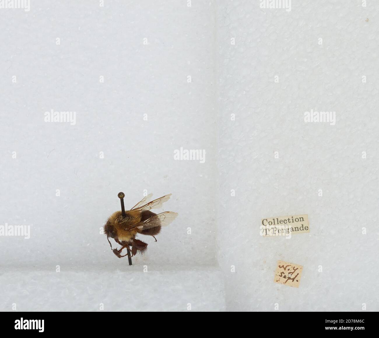 New York, United States, Bombus sp., Animalia, Arthropoda, Insecta ...