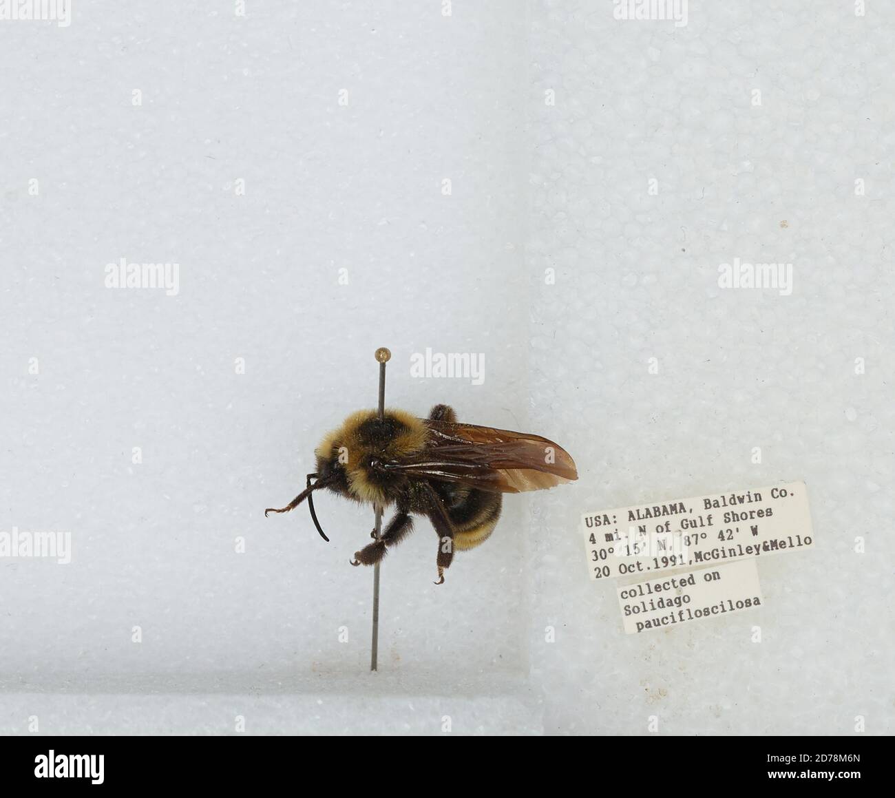 4 miles North of Gulf Shores, Baldwin, Alabama, United States, Bombus ...