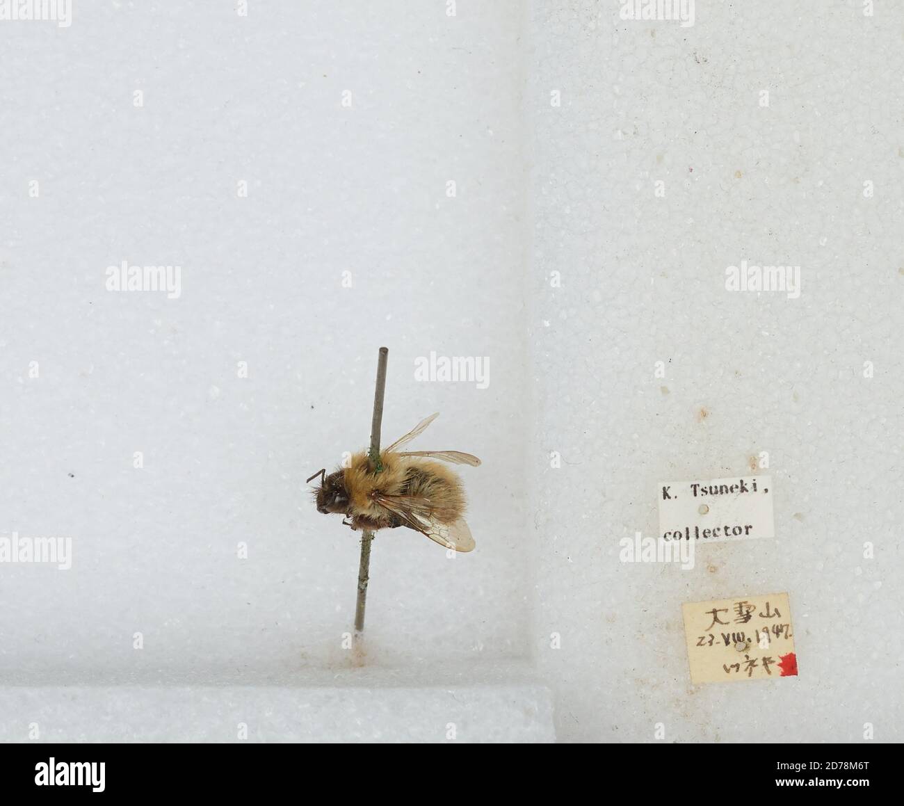 Daisetsuzan, Kamikawa, Hokkaido, Japan, Bombus sp., Animalia, Arthropoda, Insecta, Hymenoptera ...