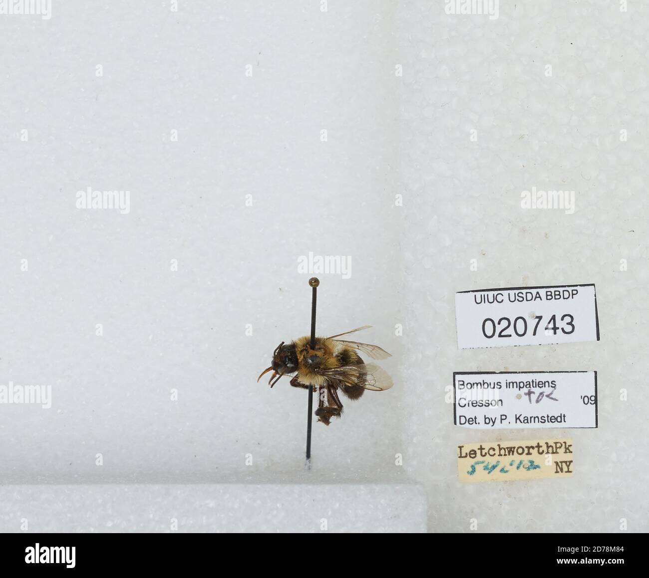 Letchworth State Park, Wyoming, New York, United States, Bombus sp ...