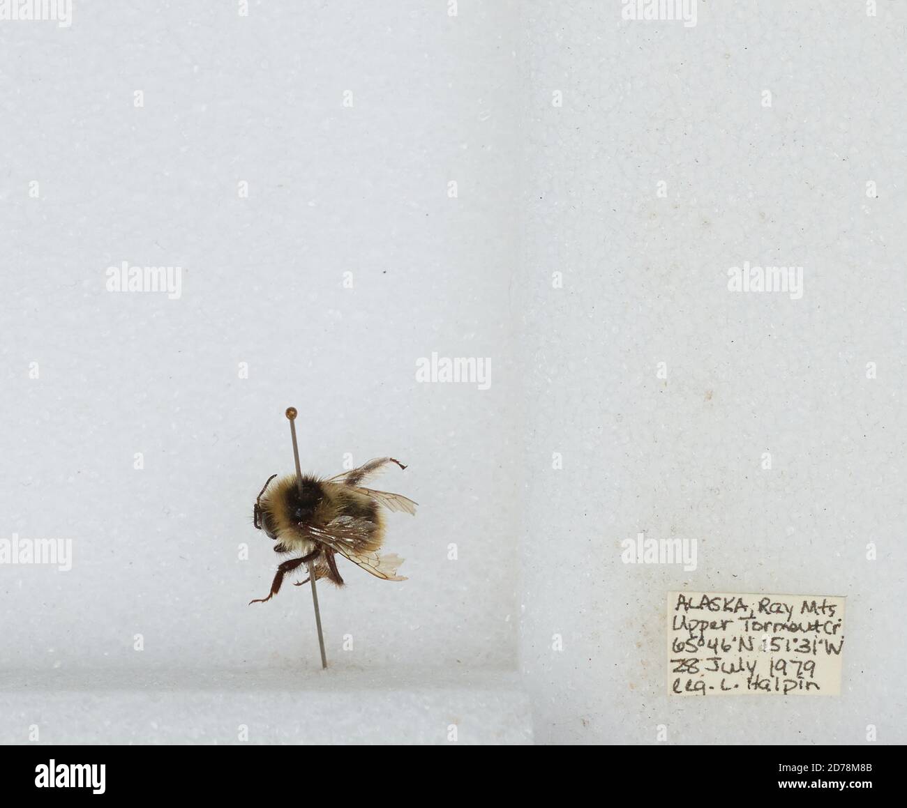 Ray Mountains Upper Torment Creek, Yukon-Koyukuk, Alaska, United States ...