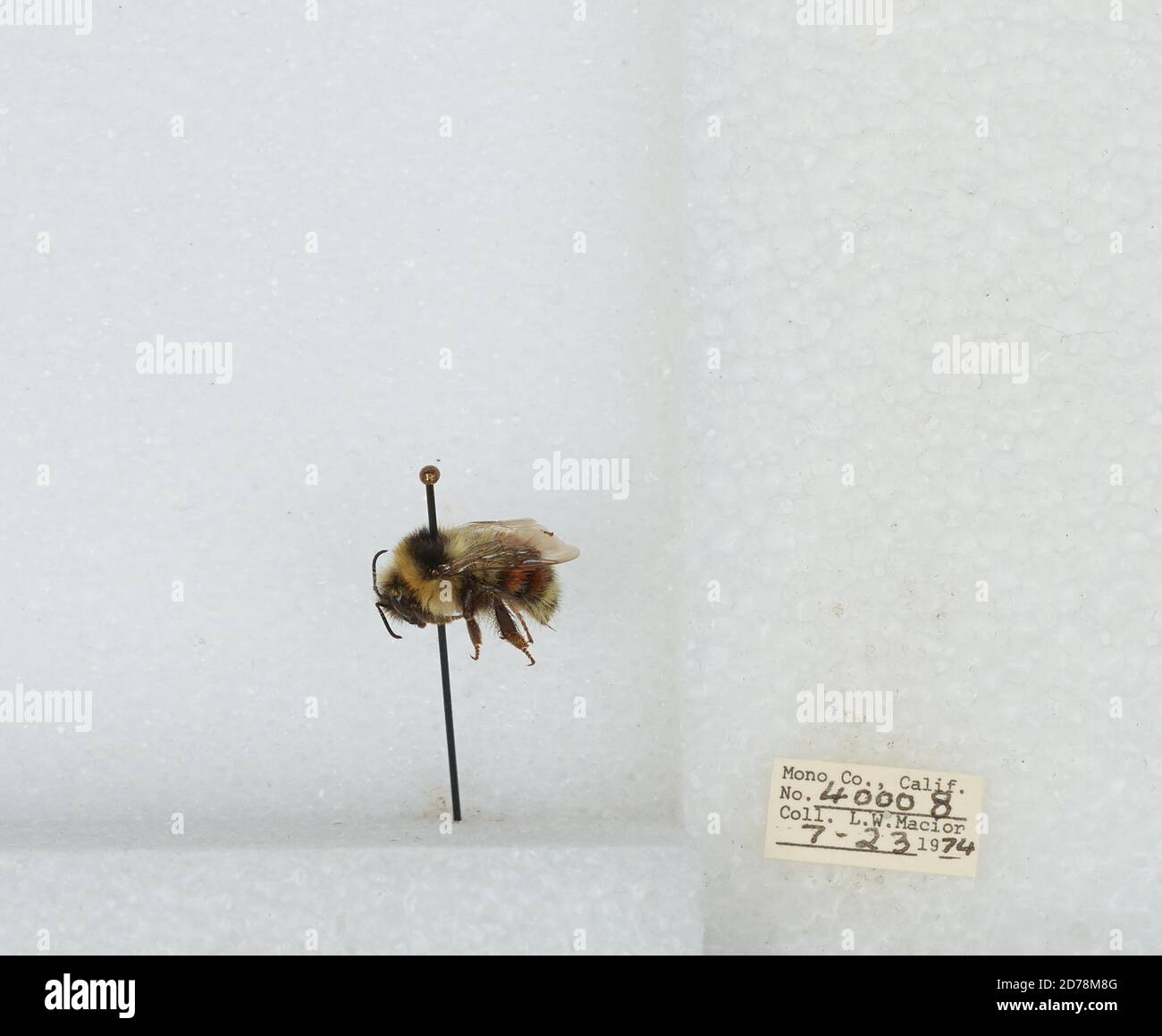 Mono, California, United States, Bombus (Cullumanobombus) rufocinctus ...
