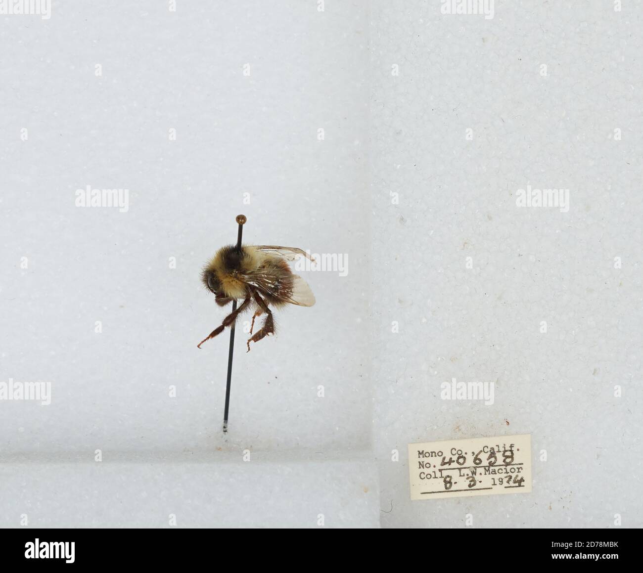 Mono, California, United States, Bombus (Cullumanobombus) rufocinctus ...