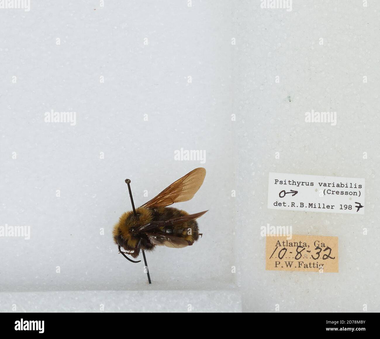 Atlanta, Fulton, Georgia, United States, Bombus (Psithyrus) variabilis ...