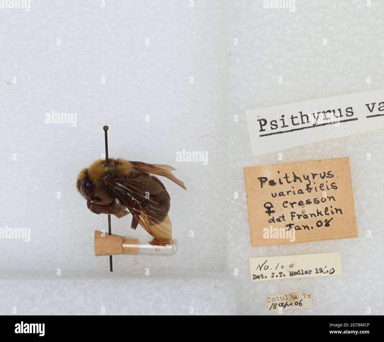 Cotulla, La Salle, Texas, United States, Bombus (Psithyrus) variabilis ...