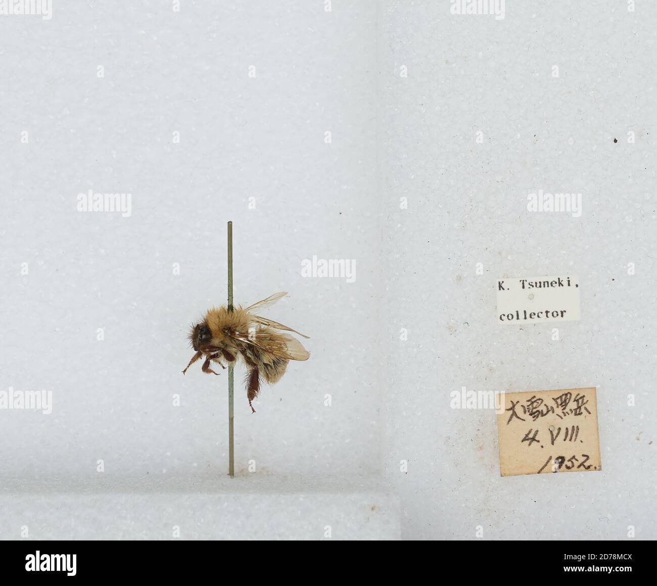 Kuro-dake, Daisetsuzan, Kamikawa, Hokkaido, Japan, Bombus sp., Animalia, Arthropoda, Insecta ...