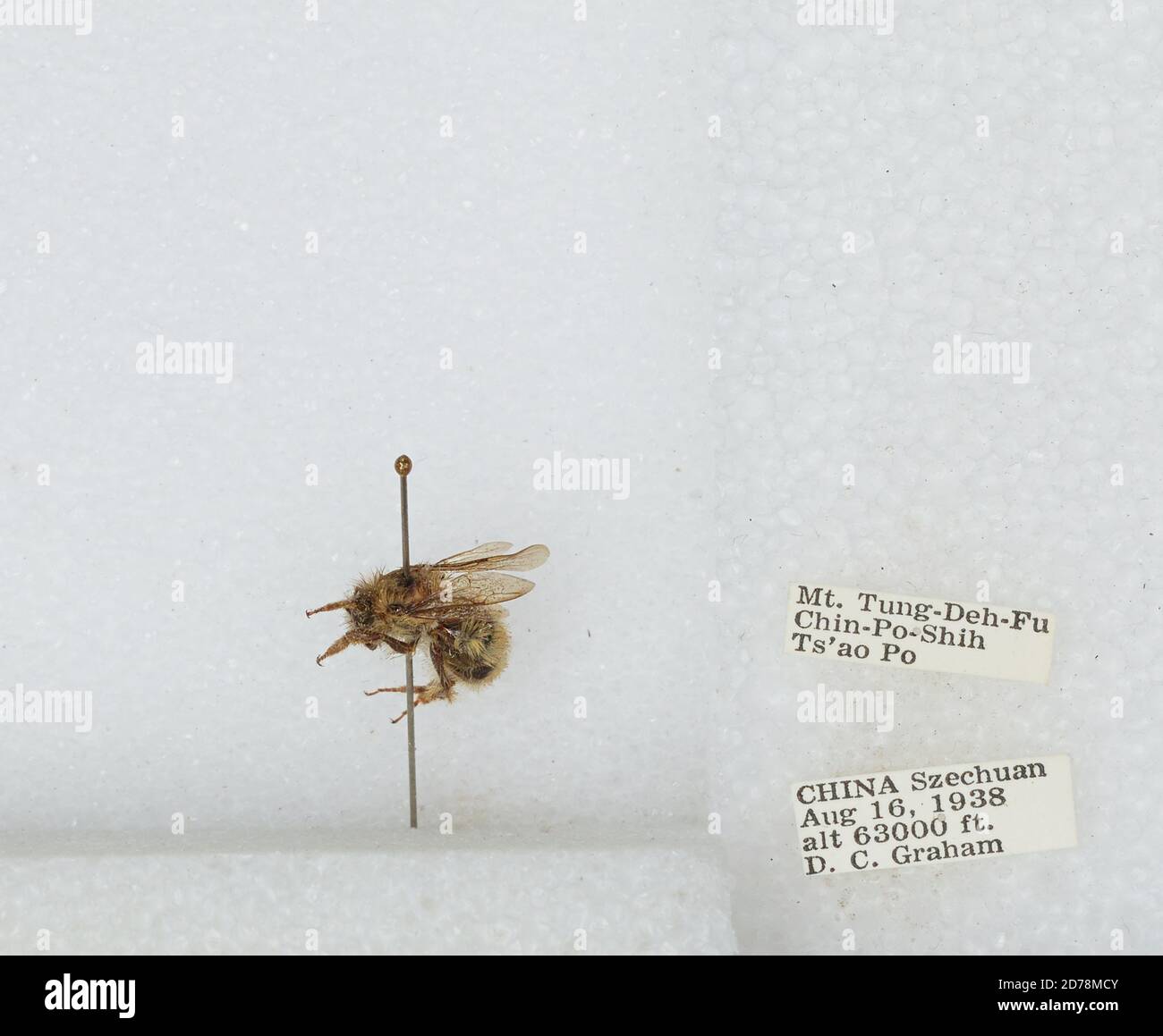 Mt. Tung-Deh-Fu Chin-Po-Shih Ts'ao Po, Sichuan, China, Bombus sp ...