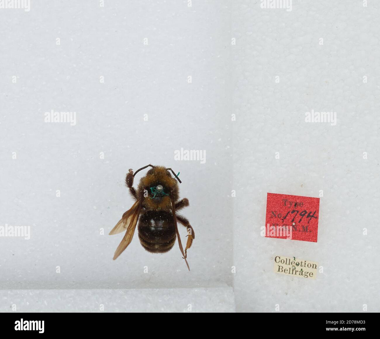 Bombus (Psithyrus) variabilis (Cresson), Animalia, Arthropoda, Insecta ...