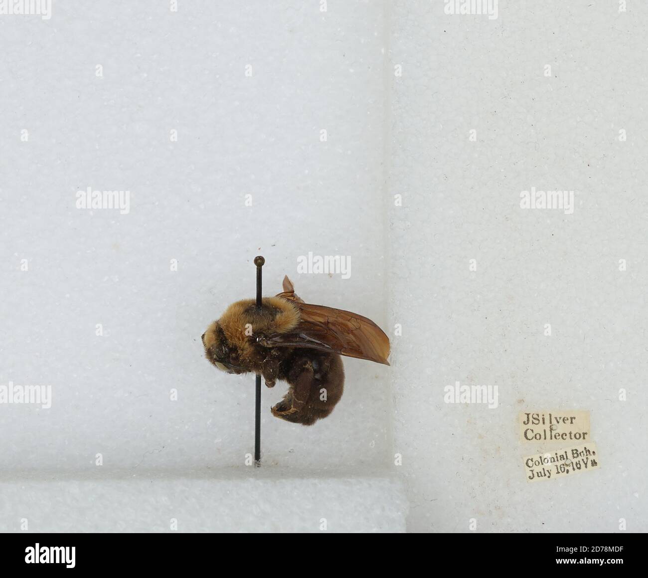 Colonial Beach, Westmoreland, Virginia, United States, Bombus ...