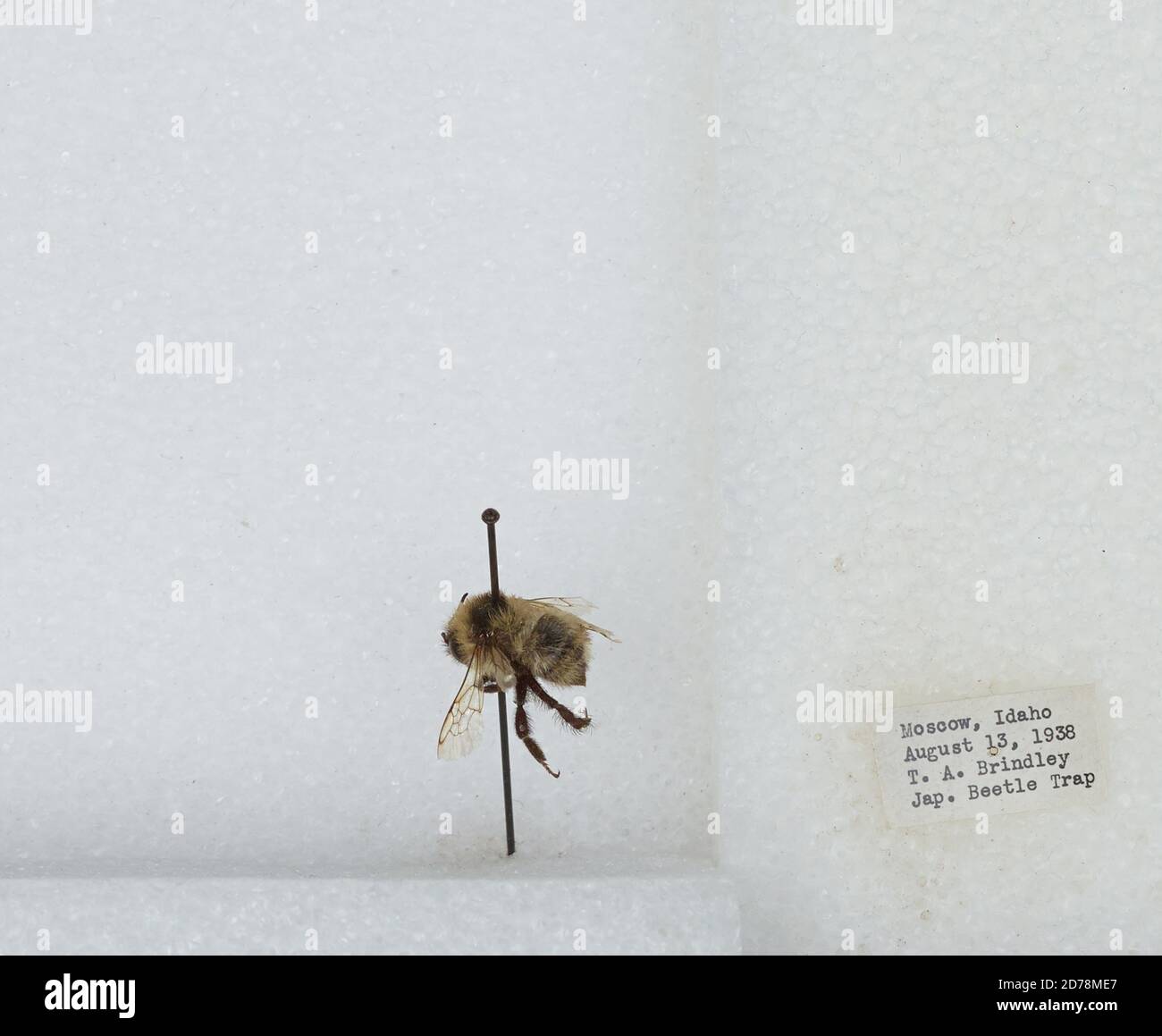 Moscow, Latah, Idaho, United States, Bombus sp., Animalia, Arthropoda ...