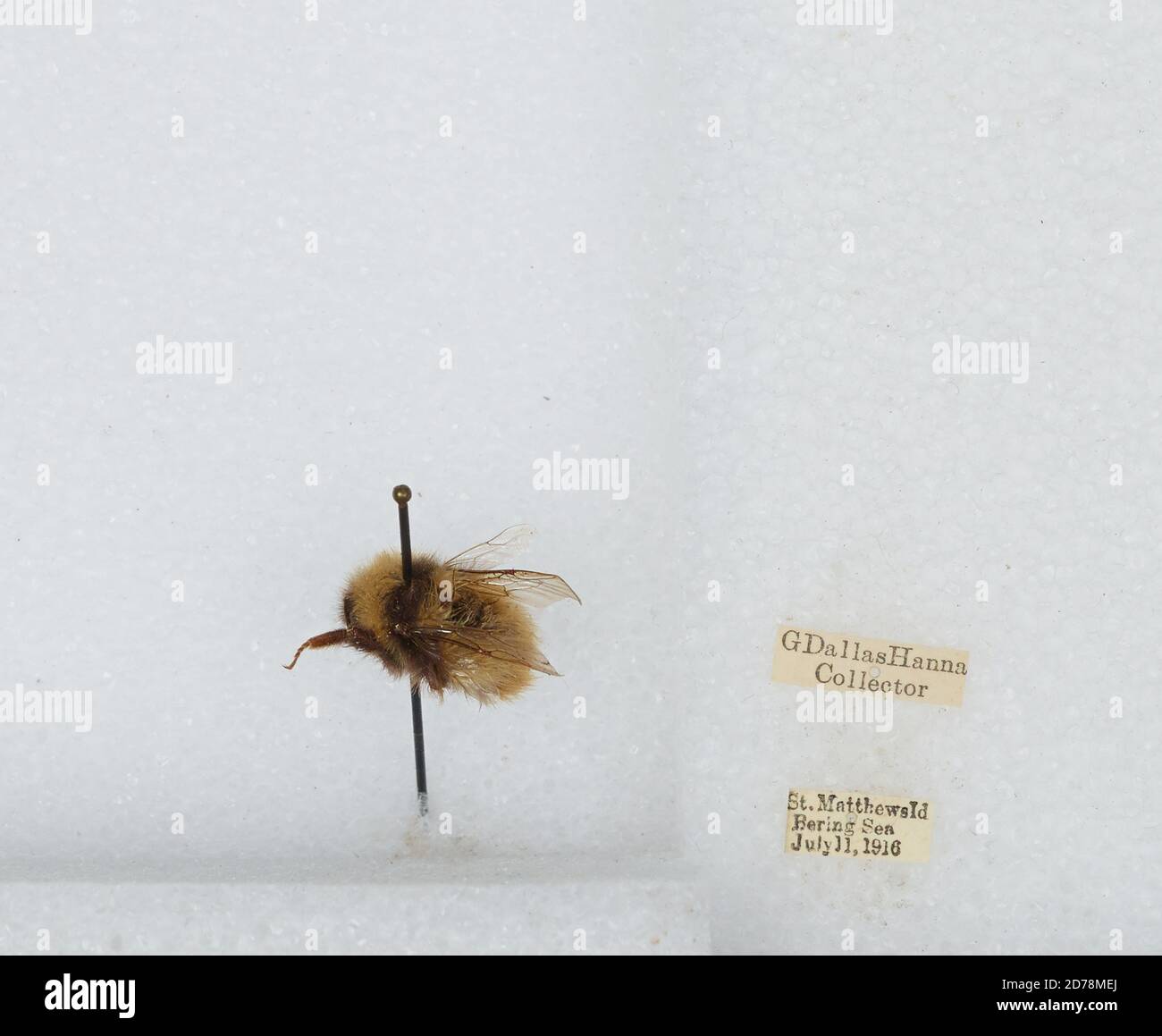 Saint matthew island alaska hi-res stock photography and images - Alamy