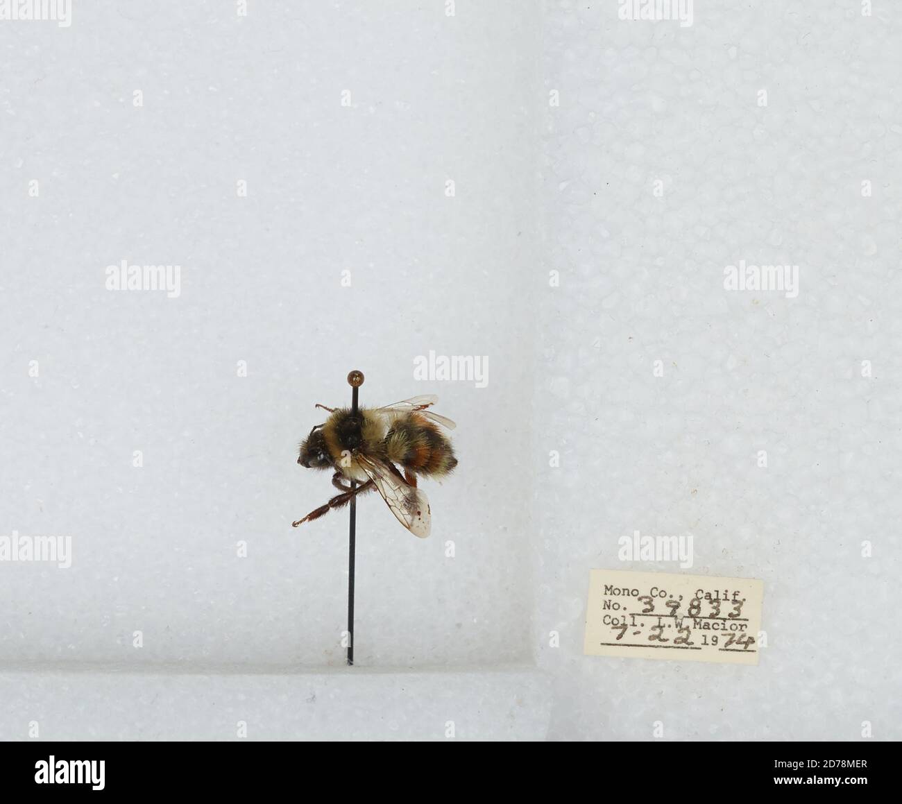 Mono, California, United States, Bombus (Cullumanobombus) rufocinctus ...