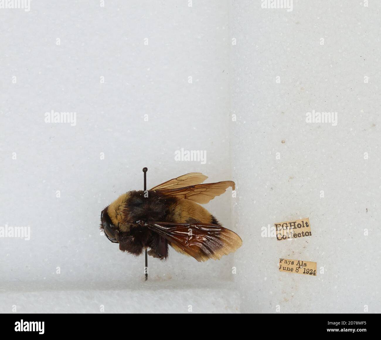 Fays, Elmore, Alabama, United States, Bombus sp., Animalia, Arthropoda ...