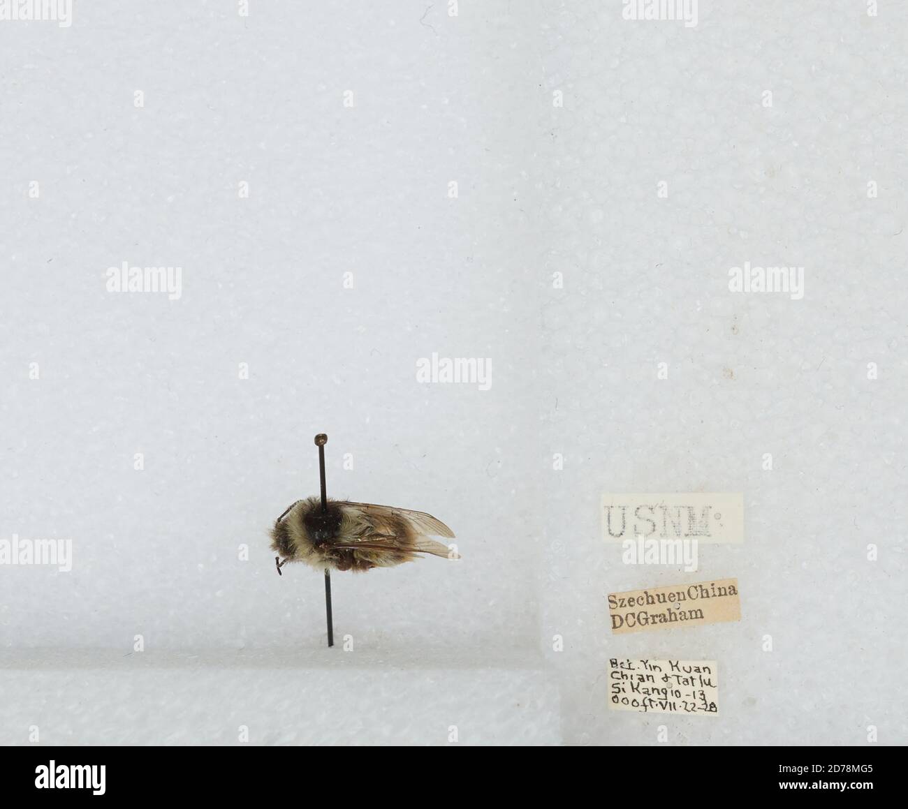 Between Yin Kuan Chian & Tarlu Si Kang, Sichuan, China, Bombus ...