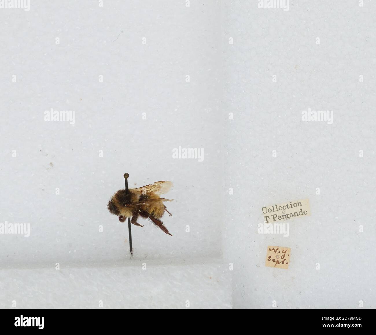 New York, United States, Bombus sp., Animalia, Arthropoda, Insecta ...