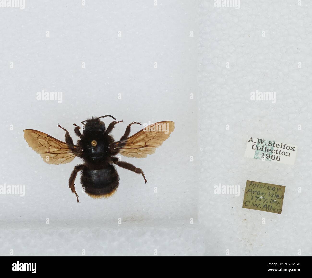 Inisheer Island, Galway, Connacht, Ireland, Bombus (Psithyrus ...