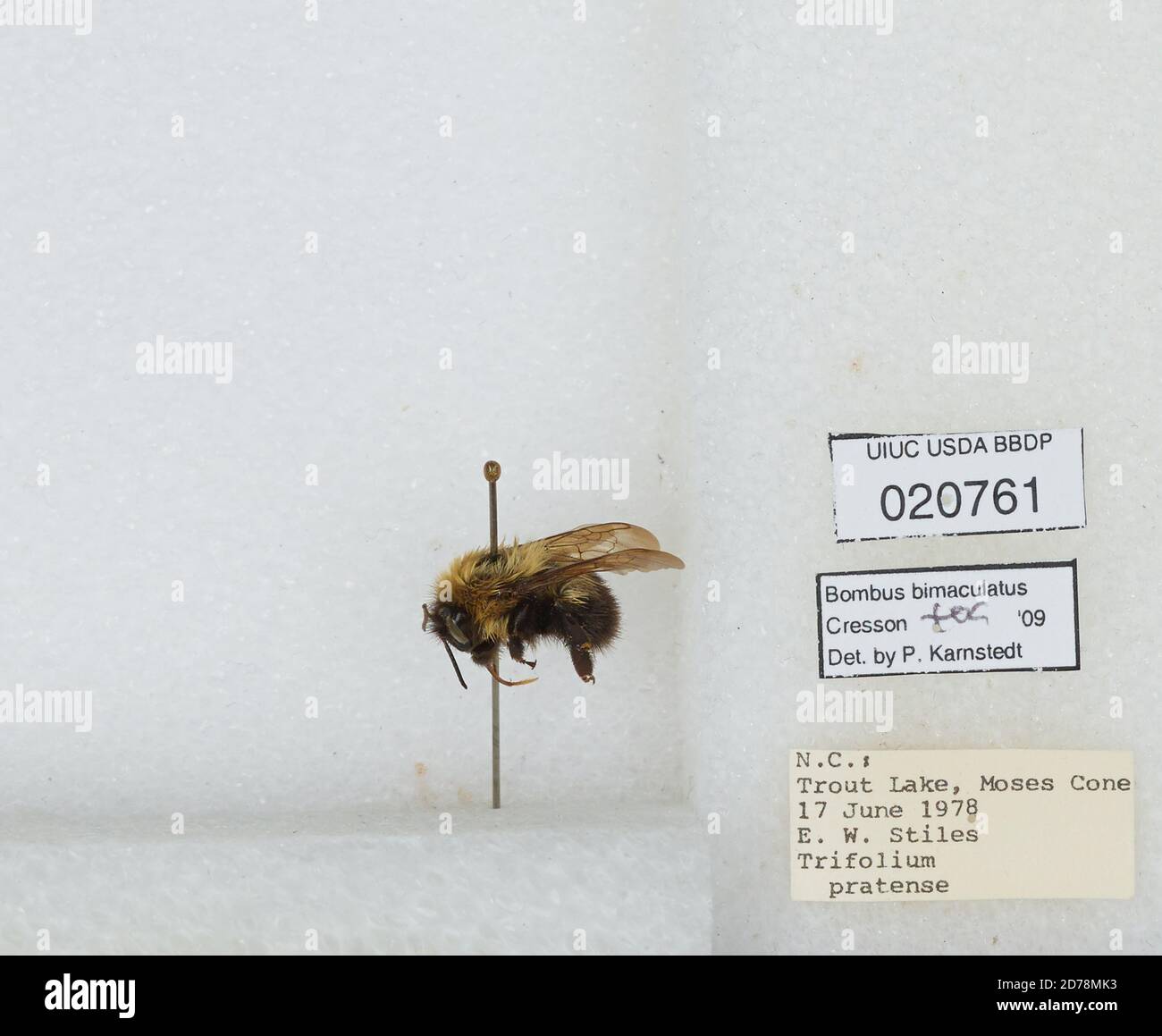 Moses cone hi-res stock photography and images - Alamy