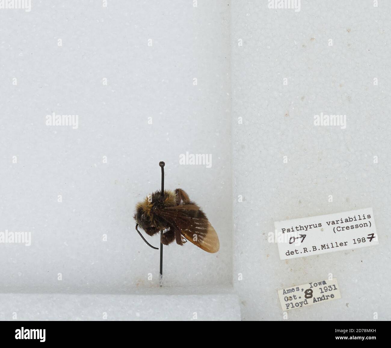 Ames, Story, Iowa, United States, Bombus (Psithyrus) variabilis ...