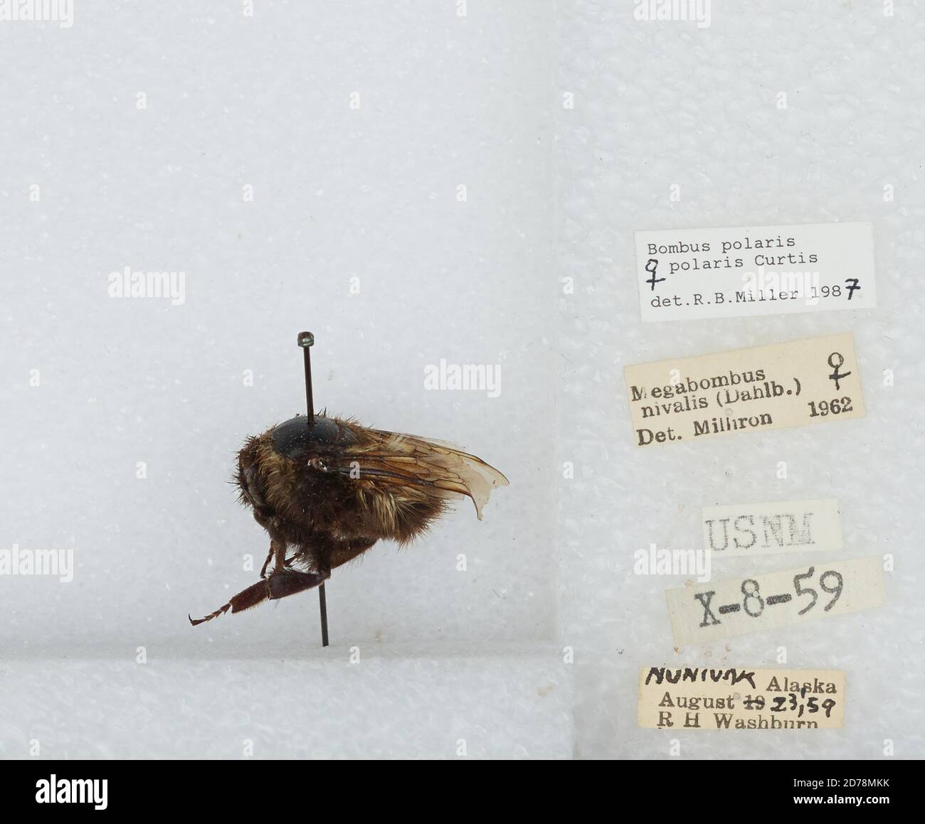 Nunivak, Bethel, Alaska, United States, Bombus (Alpinobombus) polaris ...