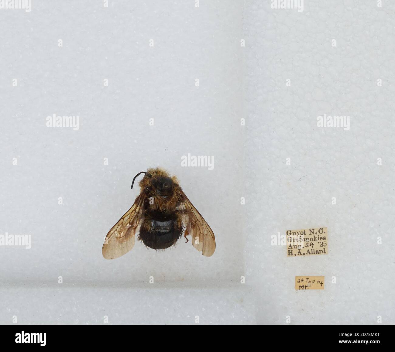 Mount guyot at top of mountain hi-res stock photography and images - Alamy