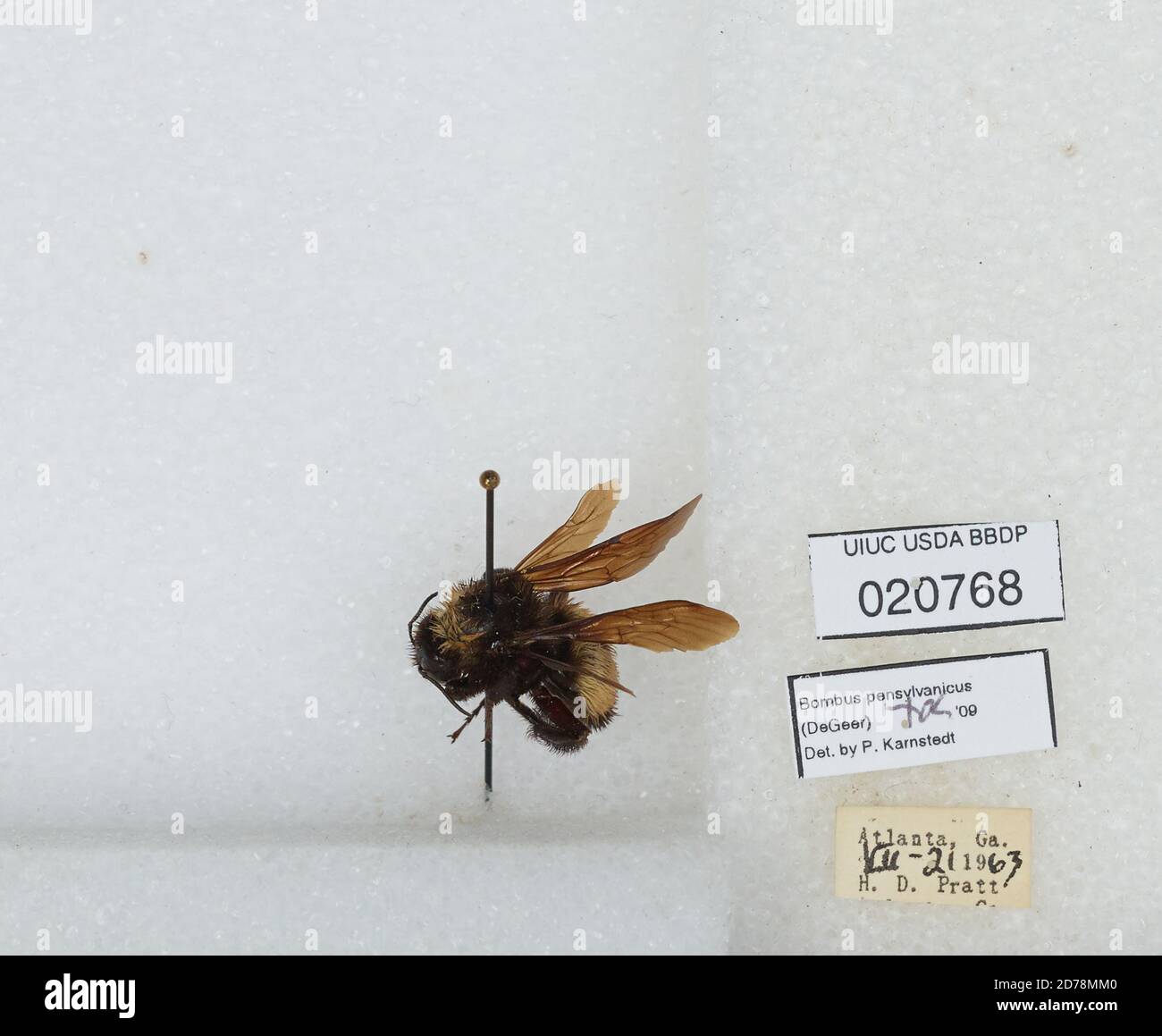 Atlanta, Fulton, Georgia, United States, Bombus sp., Animalia ...