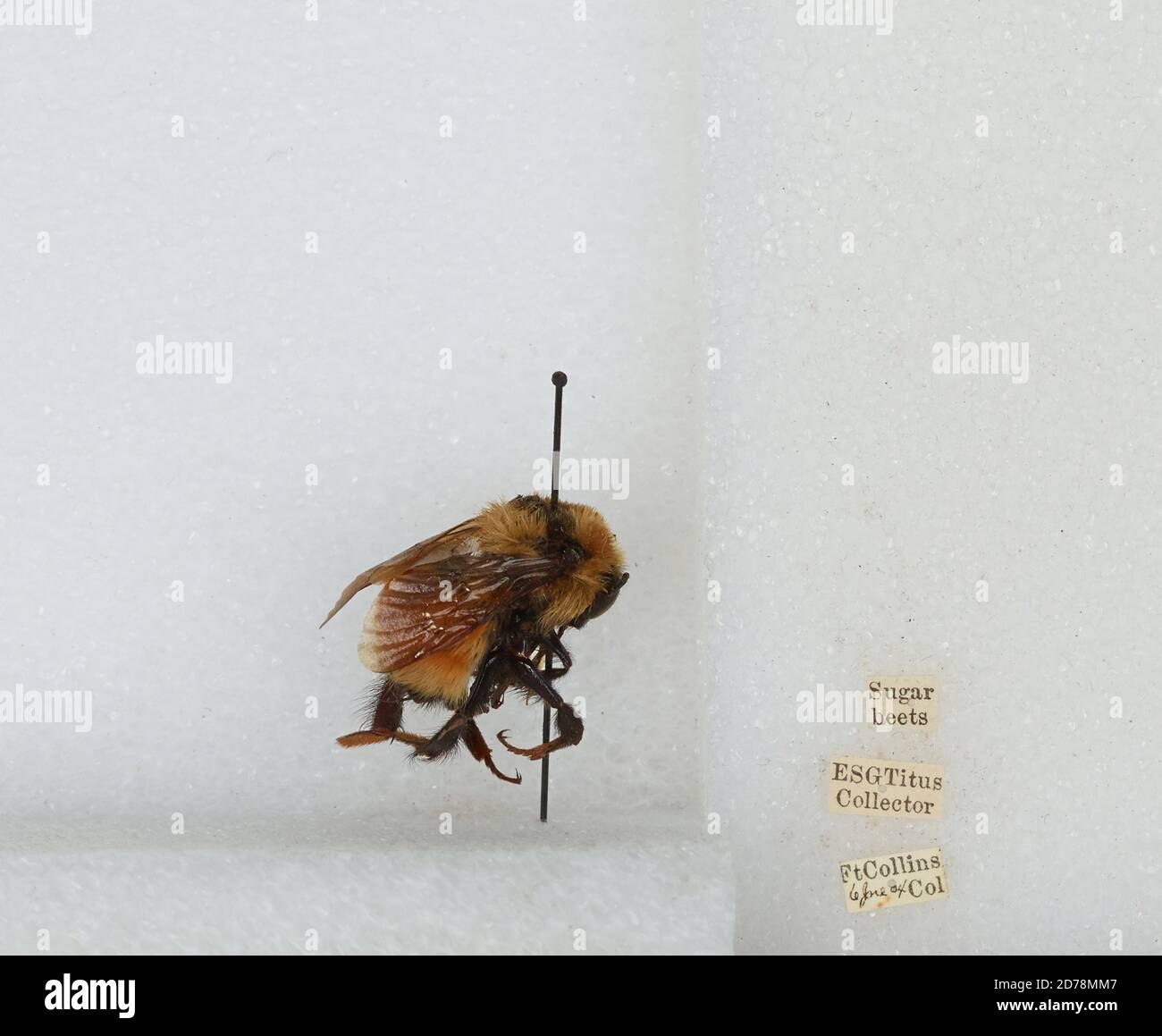 Fort Collins, Larimer, Colorado, United States, Bombus sp., Animalia ...