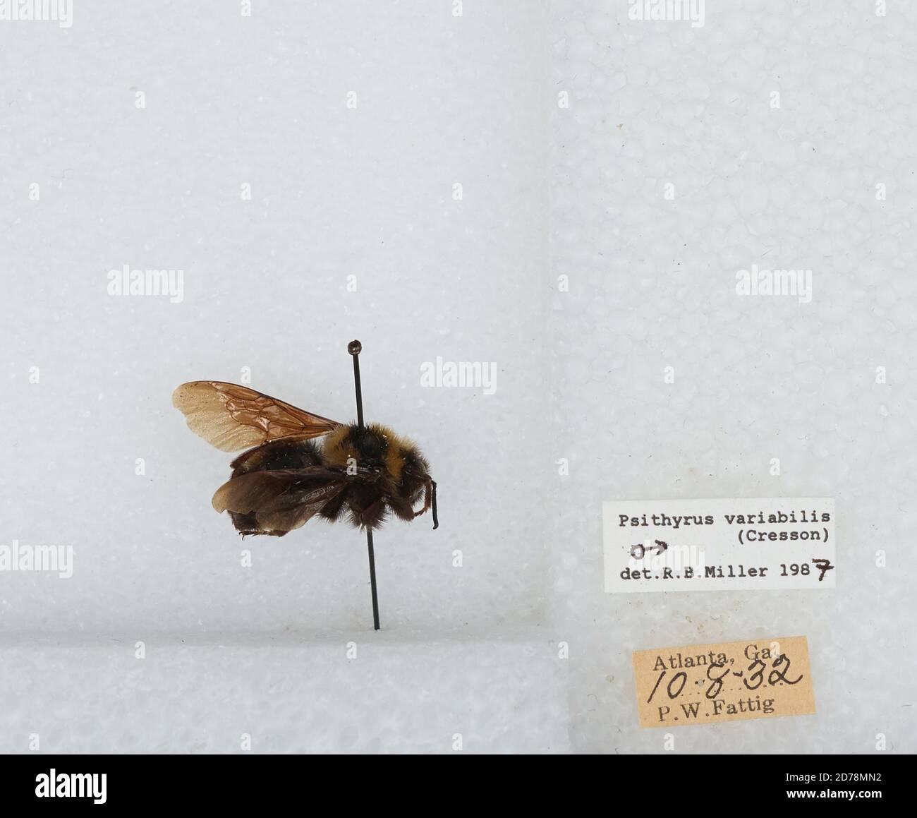 Atlanta, Fulton, Georgia, United States, Bombus (Psithyrus) variabilis ...