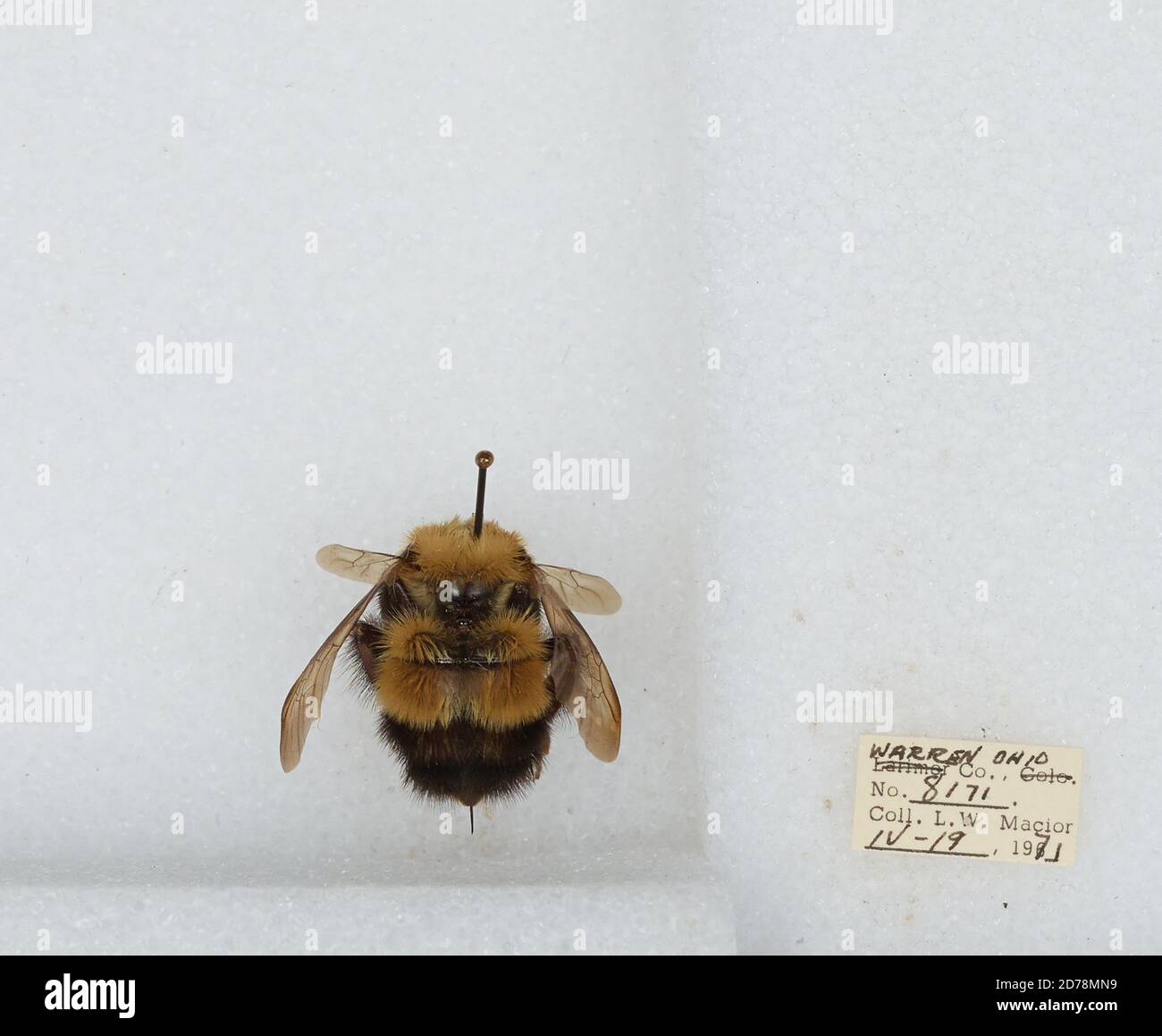 Warren, Ohio, United States, Bombus (Pyrobombus) perplexus Cresson ...