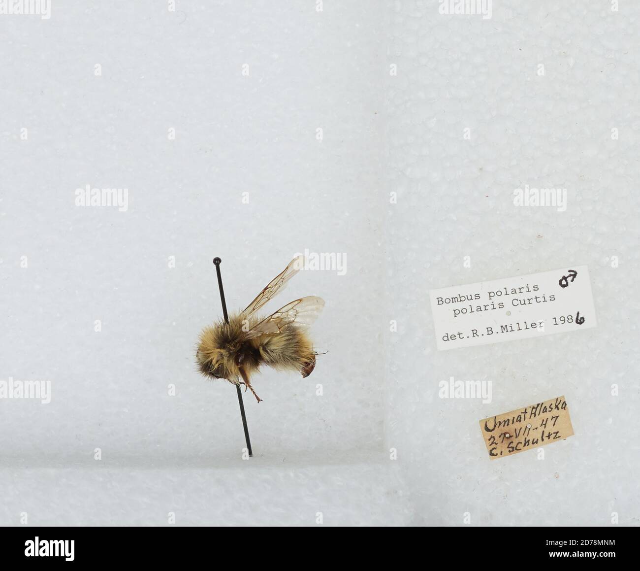 Umiat, North Slope, Alaska, United States, Bombus (Alpinobombus ...