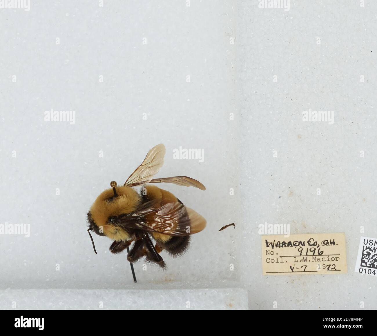 Warren, Ohio, United States, Bombus (Bombus) affinis Cresson, Animalia ...