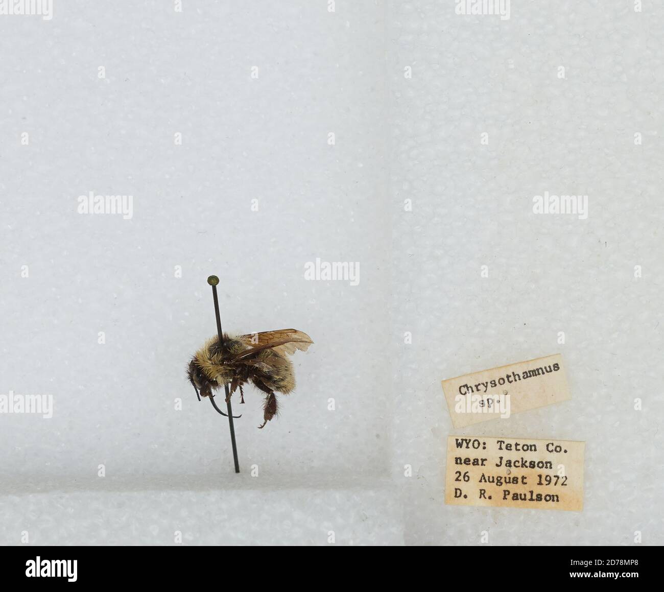 near Jackson, Teton, Wyoming, United States, Bombus sp., Animalia ...