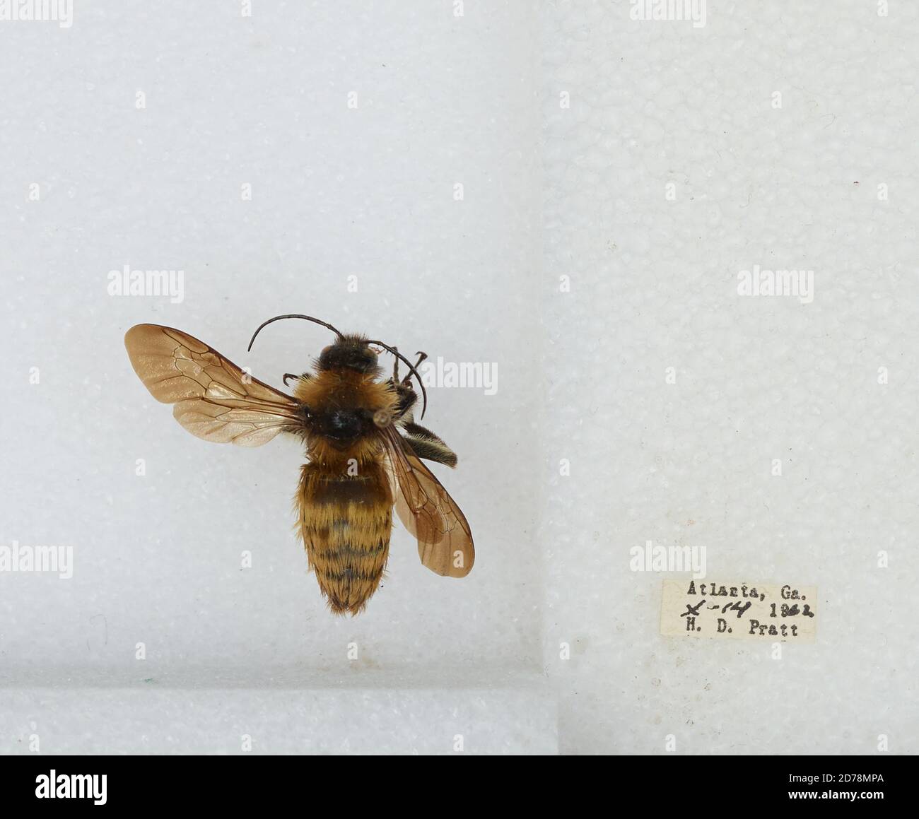 Atlanta, Fulton, Georgia, United States, Bombus (Fervidobombus ...
