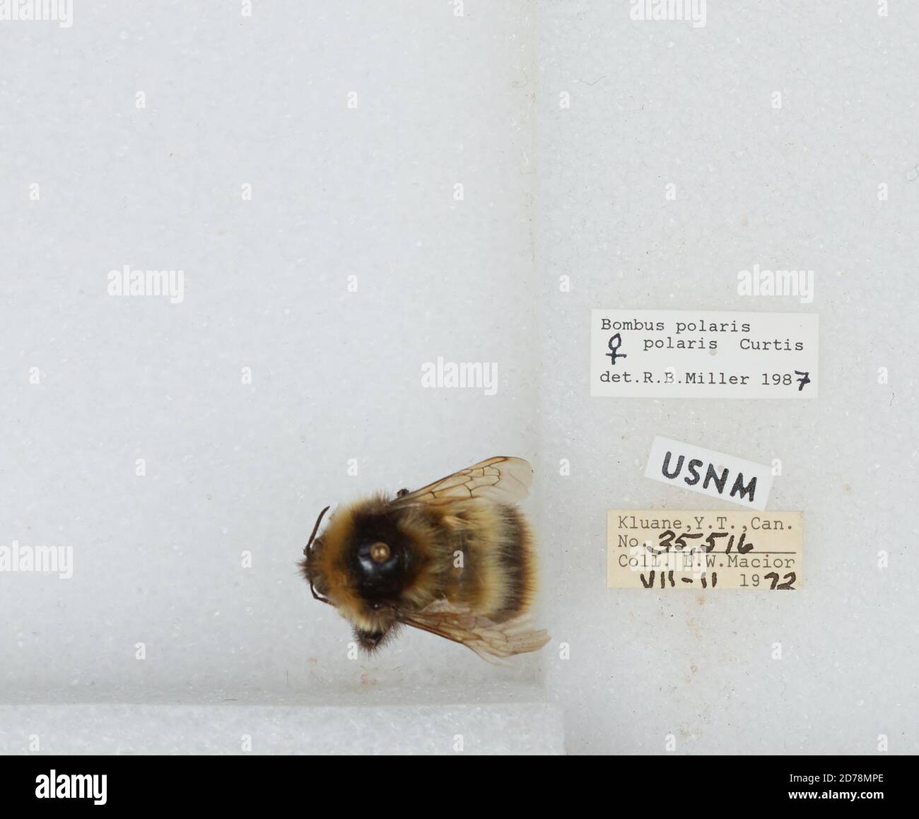 Kluane, Yukon Territory, Canada, Bombus (Alpinobombus) polaris Curtis ...