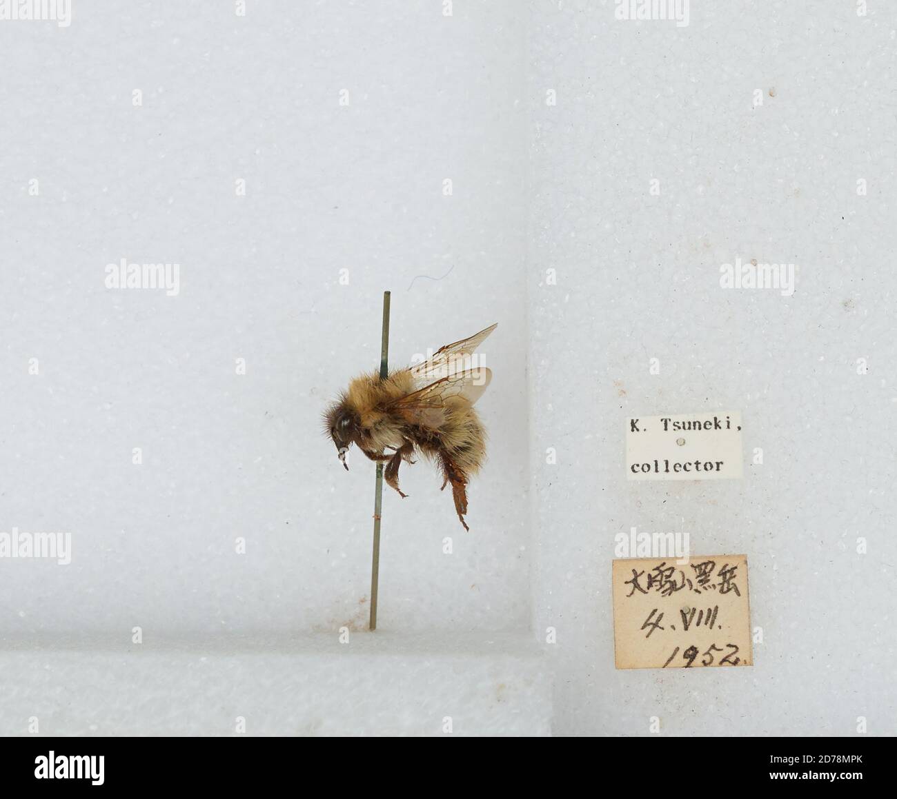 Daisetsuzan Kuro-dake, Kamikawa, Hokkaido, Japan, Bombus sp., Animalia, Arthropoda, Insecta ...