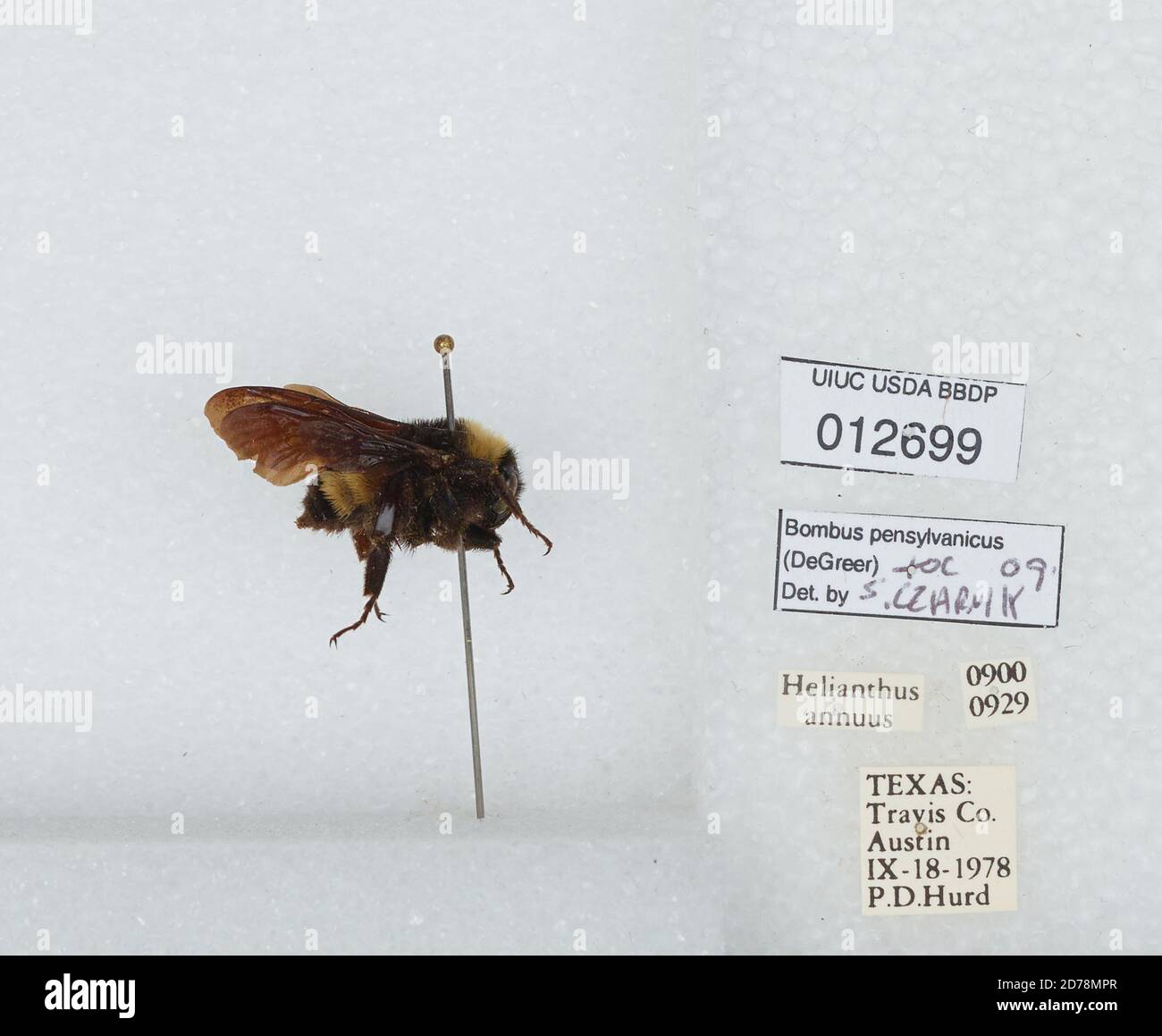 Austin, Travis, Texas, United States, Bombus (Fervidobombus ...