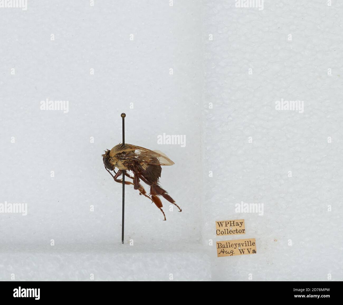 Baileysville, Wyoming, West Virginia, United States, Bombus sp ...