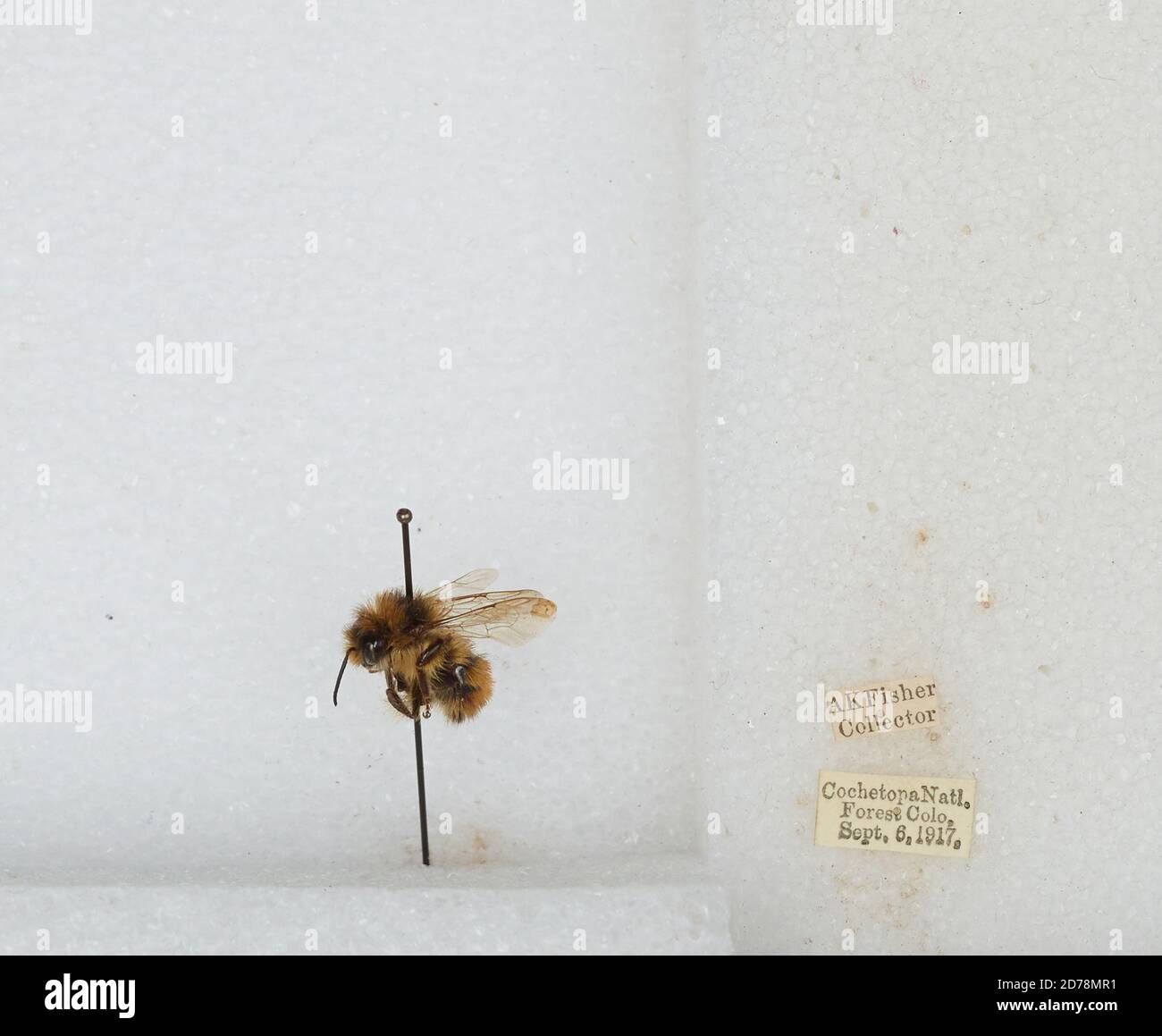 Cachetopa National Forest, Saguache, Colorado, United States, Bombus sp ...