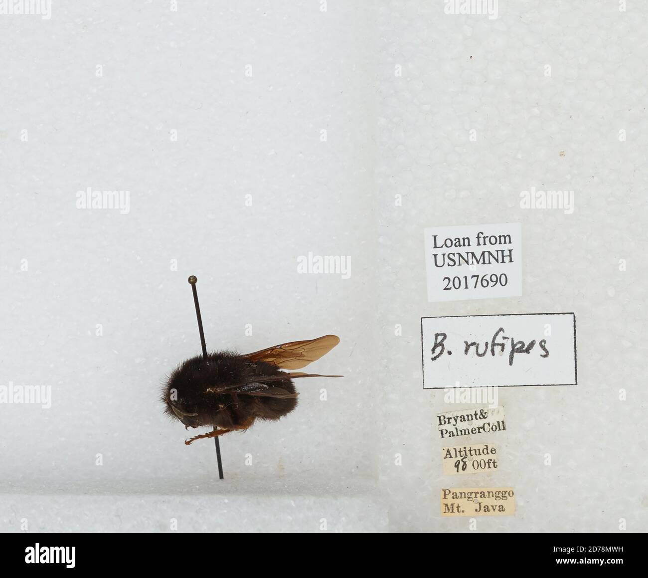 Mount Pangranggo, West Java, Indonesia, Bombus (Rufipedibombus) rufipes ...