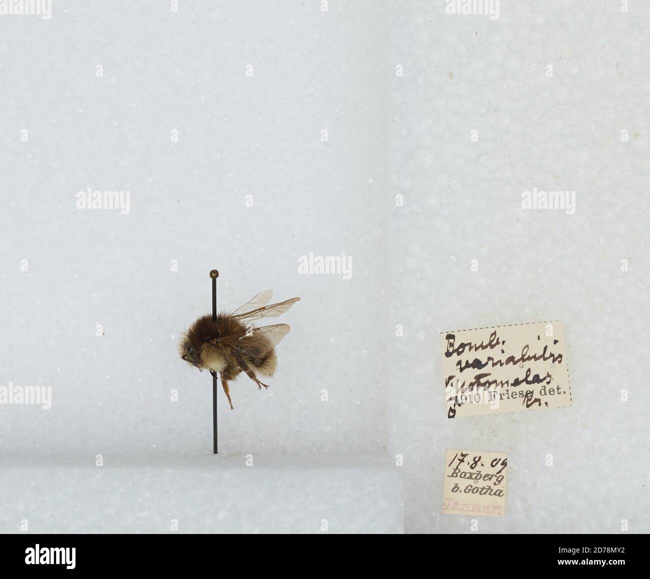 Variabilis notomelas schmiedeknecht hi-res stock photography and images ...