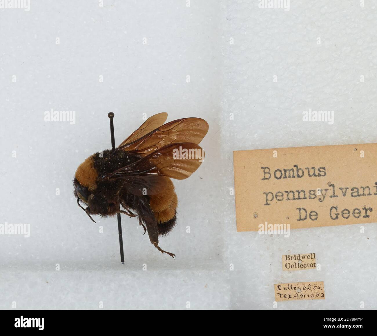 College Station, Brazos, Texas, United States, Bombus (Fervidobombus ...
