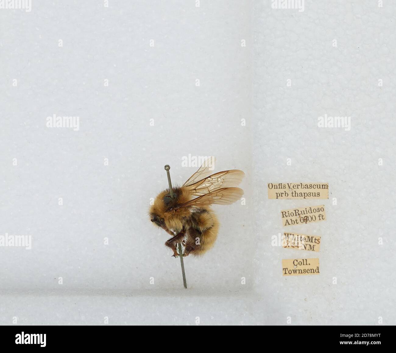 White Mountains, Rio Ruidoso, Lincoln, New Mexico, United States ...