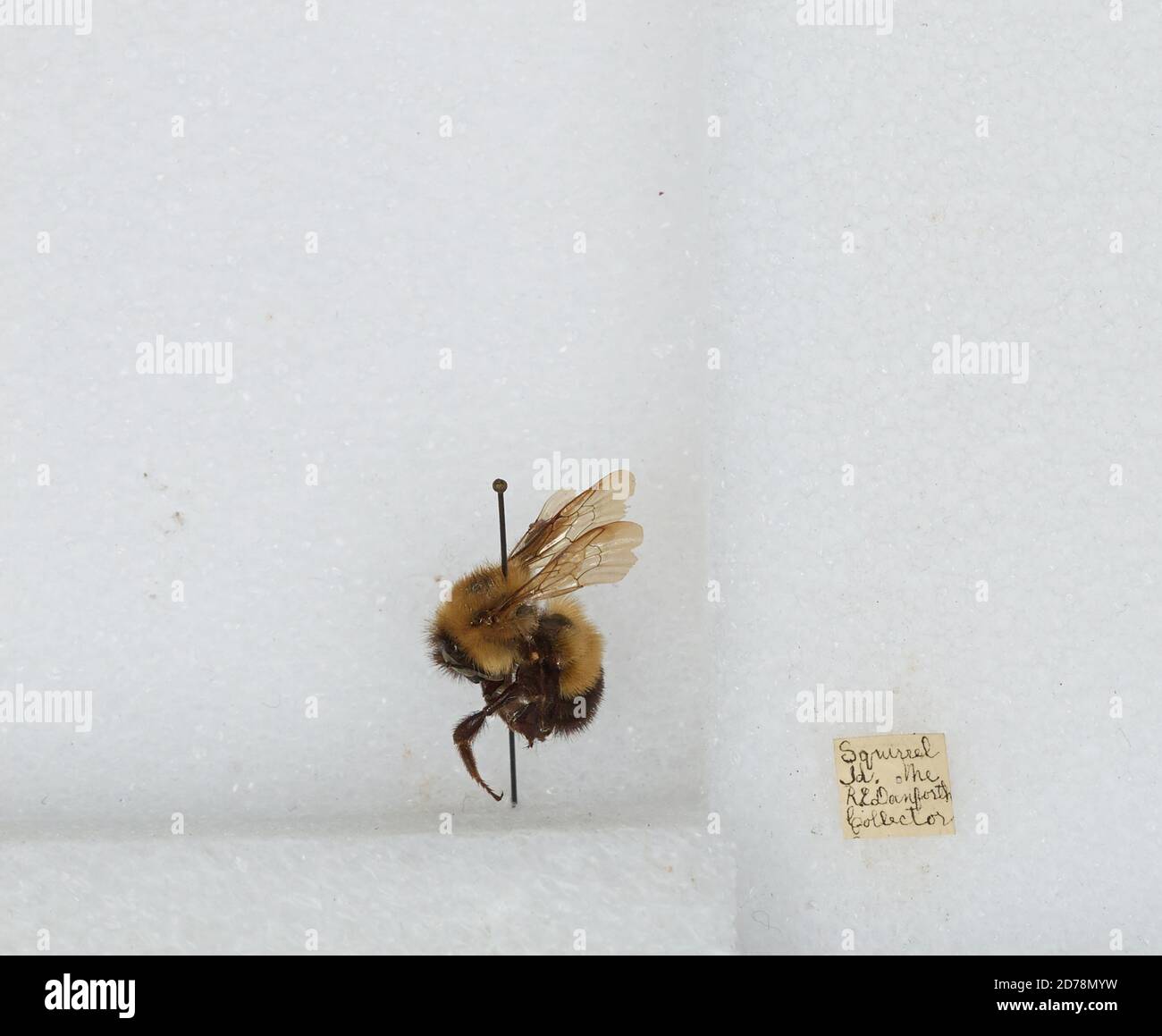 Squirrel Island, Lincoln, Maine, United States, Bombus sp., Animalia ...