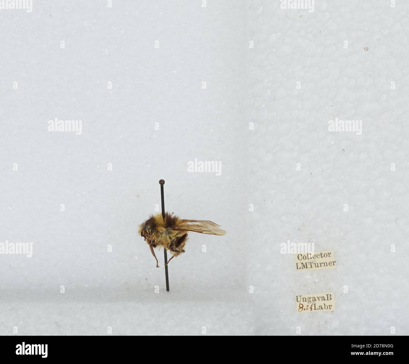 Ungava Bay, Newfoundland and Labrador, Canada, Bombus sp., Animalia ...