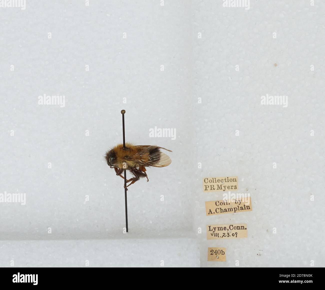 Lyme, New London, Connecticut, United States, Bombus sp., Animalia ...