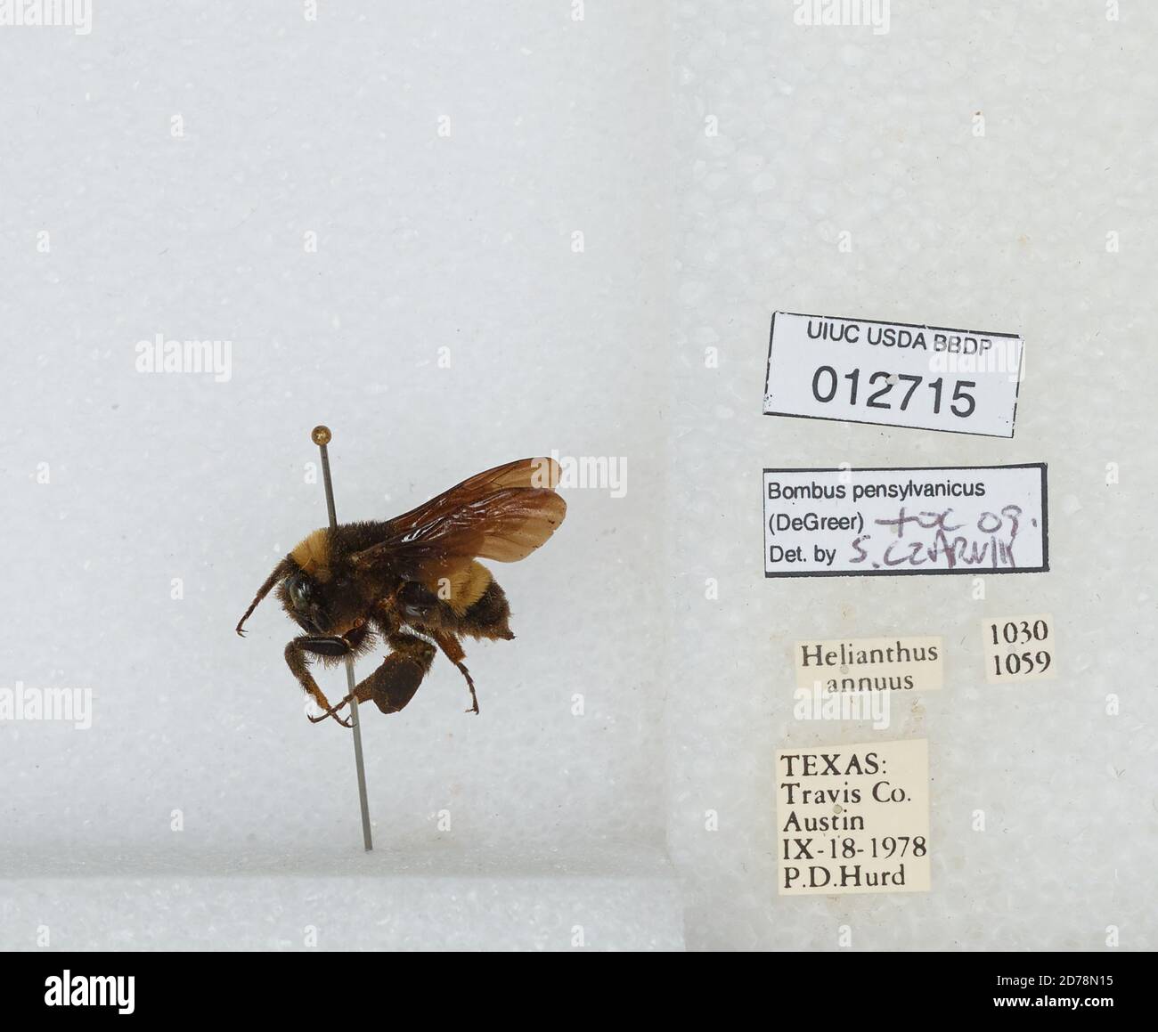 Austin, Travis, Texas, United States, Bombus (Fervidobombus ...