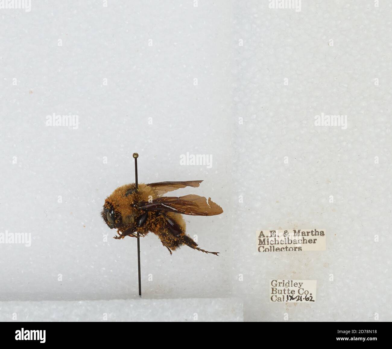 Gridley, Butte, California, United States, Bombus sp., Animalia ...