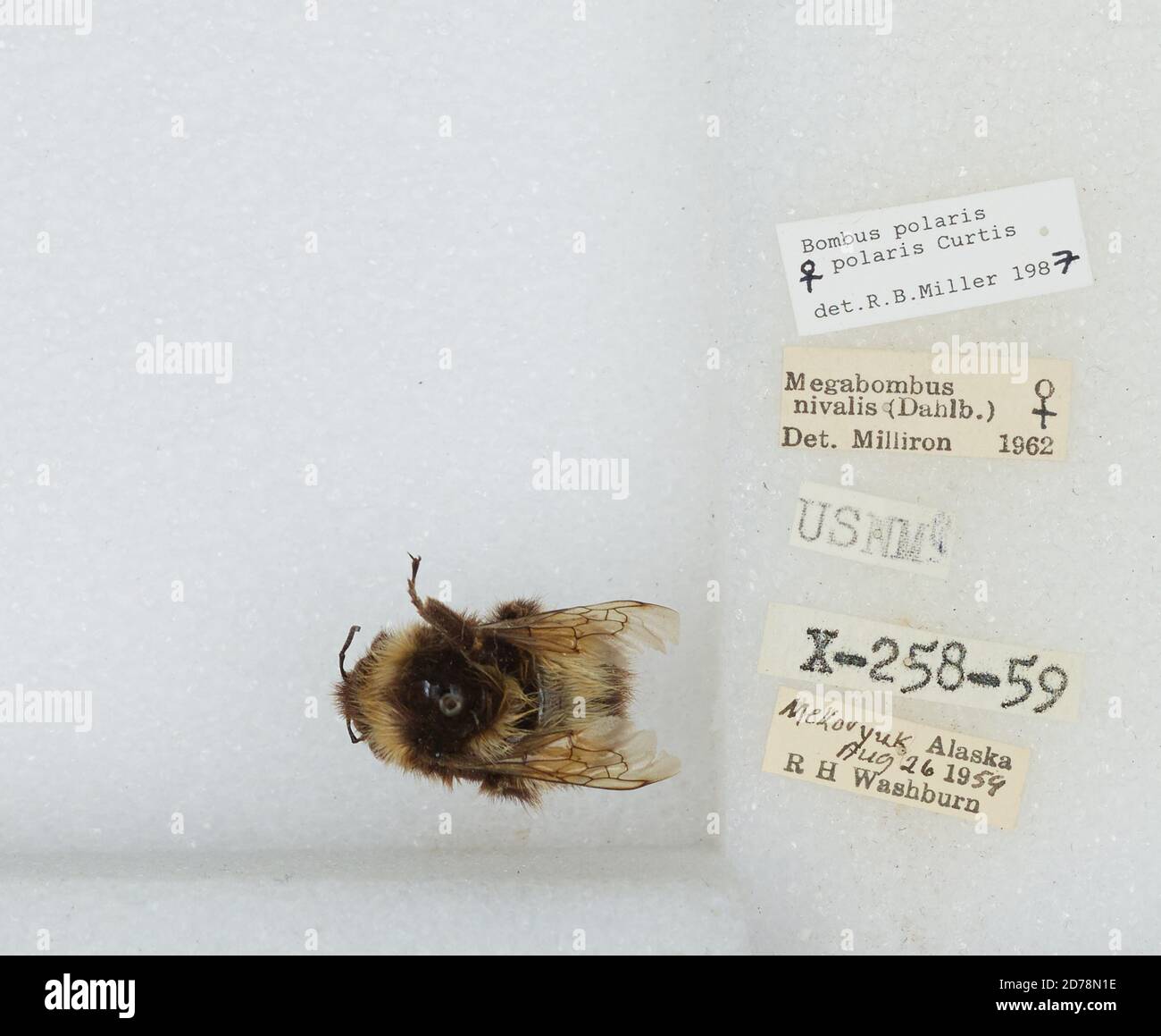 Mekoryuk, Bethel, Alaska, United States, Bombus (Alpinobombus) polaris ...
