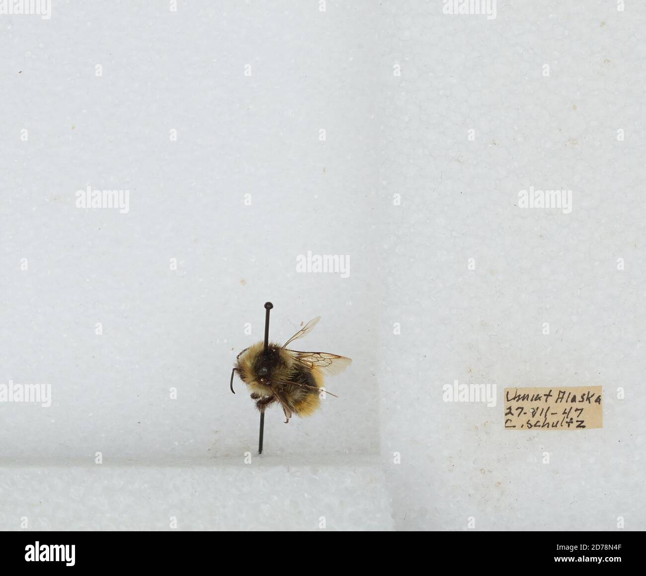 Umiat, North Slope, Alaska, United States, Bombus (Pyrobombus ...