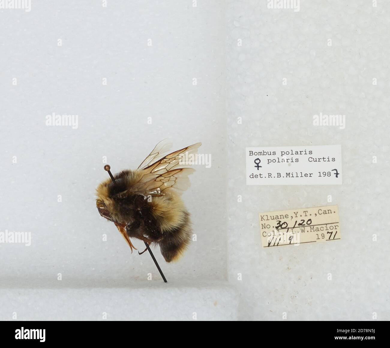 Kluane, Yukon Territory, Canada, Bombus (Alpinobombus) polaris Curtis ...