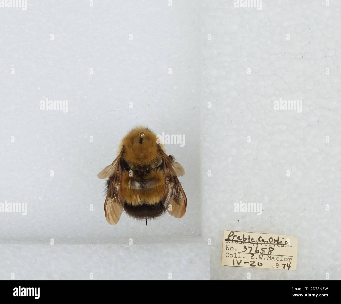 Preble, Ohio, United States, Bombus (Pyrobombus) perplexus Cresson ...